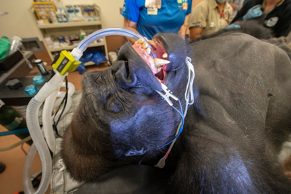 PIX: Barney The Gorilla Undergoes Physical Exam At Zoo Miami