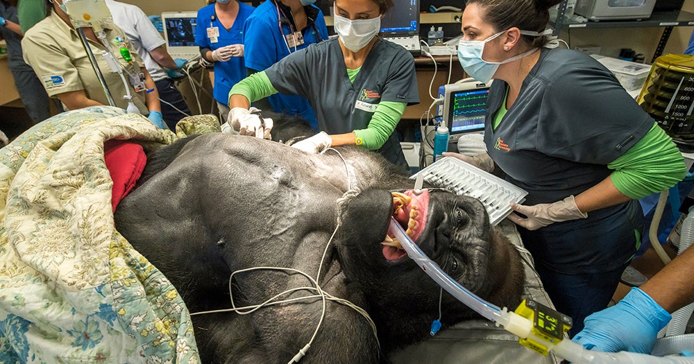 PIX: Barney The Gorilla Undergoes Physical Exam At Zoo Miami