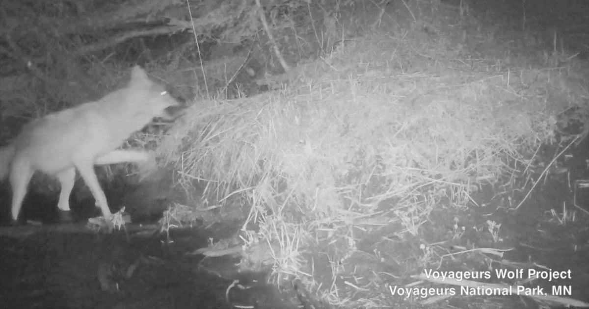 Minnesota Researchers Record 'First Ever' Video Footage Of Wolves ...