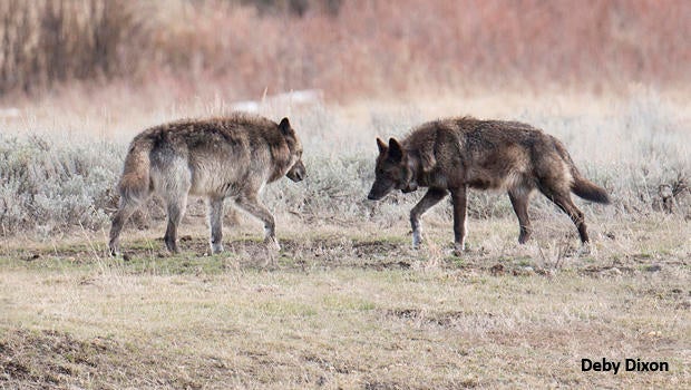 Nature up close: Spitfire, the little wolf that could - CBS News