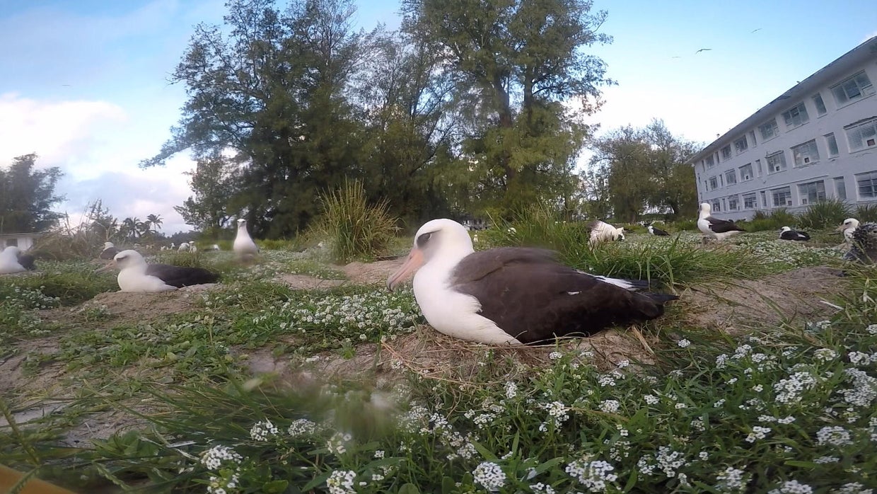 Meet "Wisdom," the Laysan Albatross that's the oldest-known bird in the ...