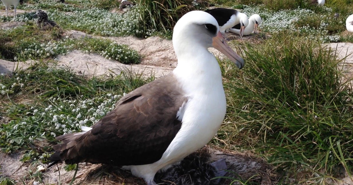 Meet "Wisdom," the Laysan Albatross that's the oldest-known bird in the ...