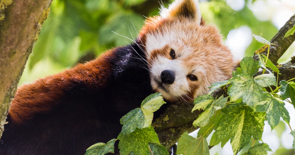 A New Habitat For Red Pandas Opens At The Detroit Zoo - CBS Detroit