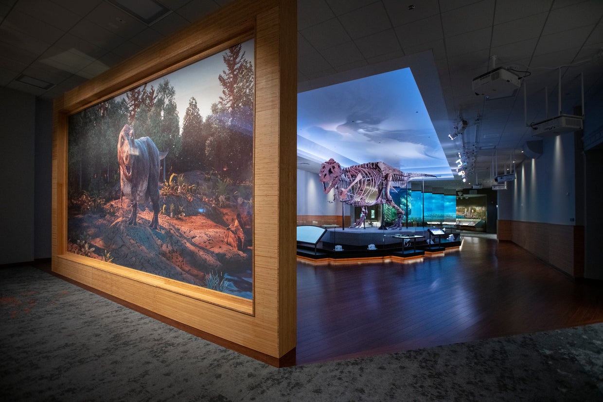 SUE Gets A New Suite In The Field Museum - CBS Chicago