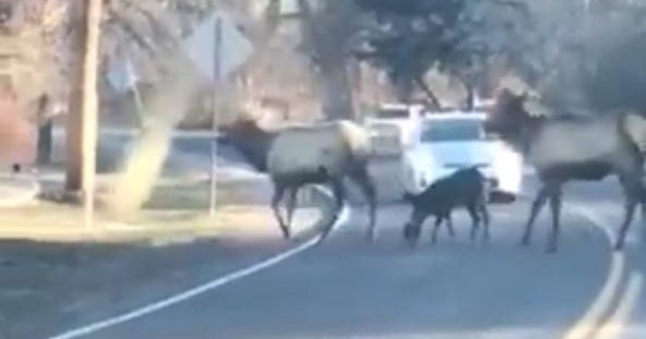 Goat Seems To Have Joined Elk Herd In Colorado - CBS Colorado