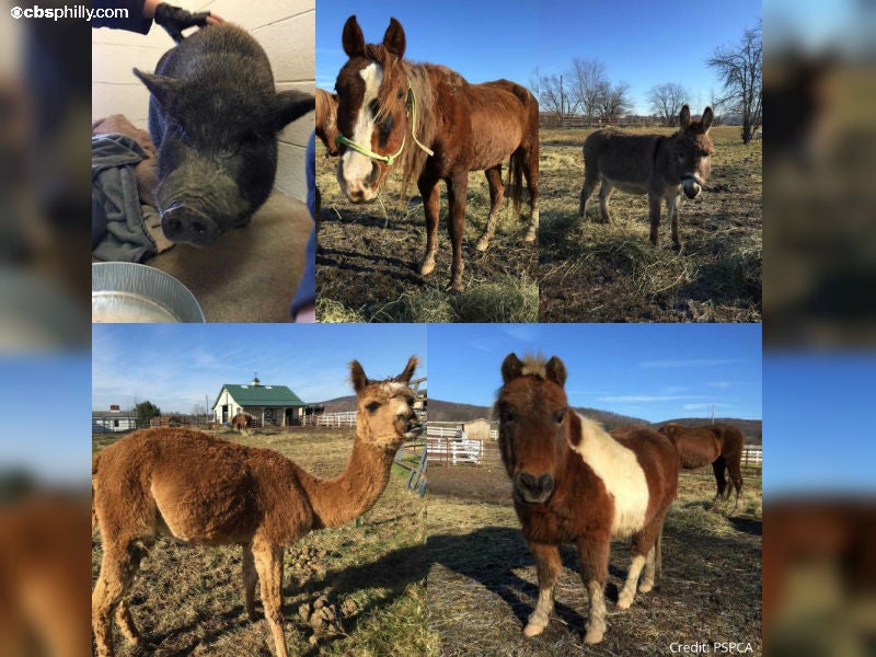 PSPCA Rescues Over 100 Animals From Centre County Property - CBS ...