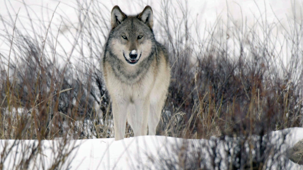 The return of wolves to Yellowstone Park - 60 Minutes - CBS News