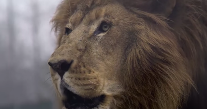 Lion attack: Ball stopped pen from closing when lion killed intern at ...