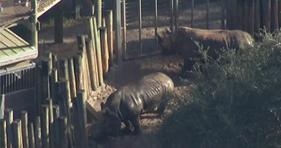 Toddler Hurt After Falling Into Rhino Exhibit At Florida Zoo - Good Day ...