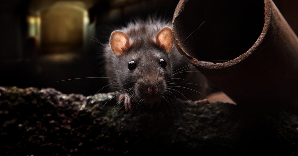 City Of Warren Spending $125K Battling Rats Fleeing I-696 Construction ...
