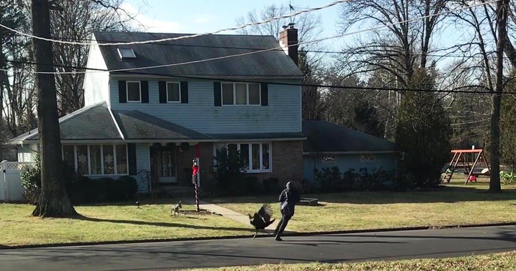 Territorial Turkey Attacks Mailman, Is Spared Due To Government ...