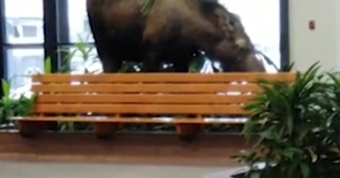 Hungry Moose Wanders Into Hospital In Alaska - Good Day Sacramento