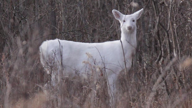 Nature up close: White deer - CBS News