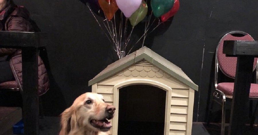 Theater For Dogs Now Open In Plano - CBS Texas