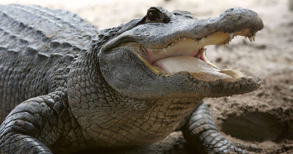 Emotional Support Alligator Makes New Friends At Assisted-Living ...