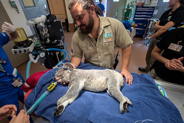 PIX: Koala Undergoes Health Exam At Zoo Miami