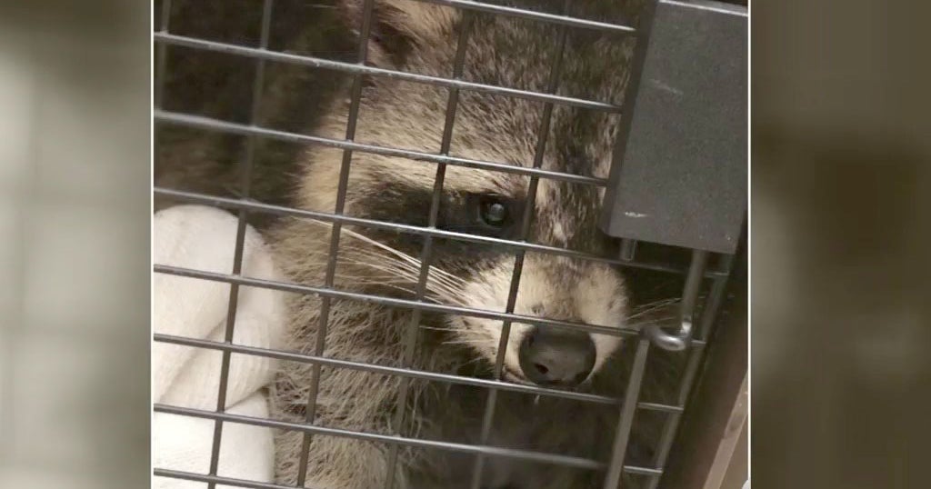 Rabid Raccoon Found In South Brunswick - CBS New York