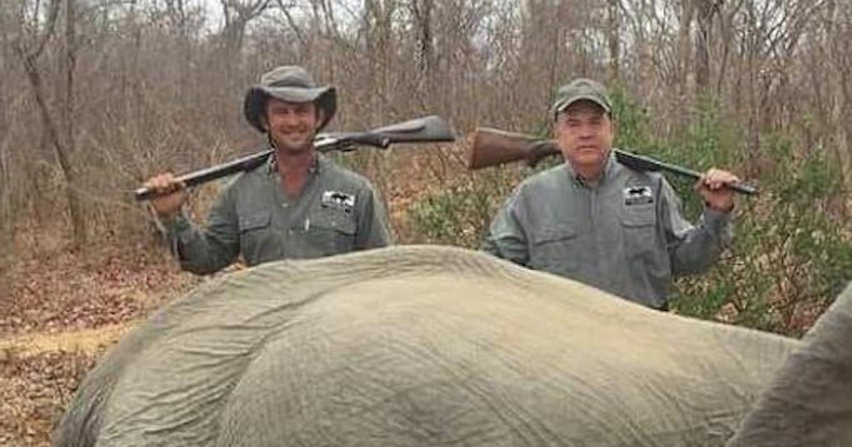 Petition update · Trophy Hunter Mike Jines blames the dead Elephants ...