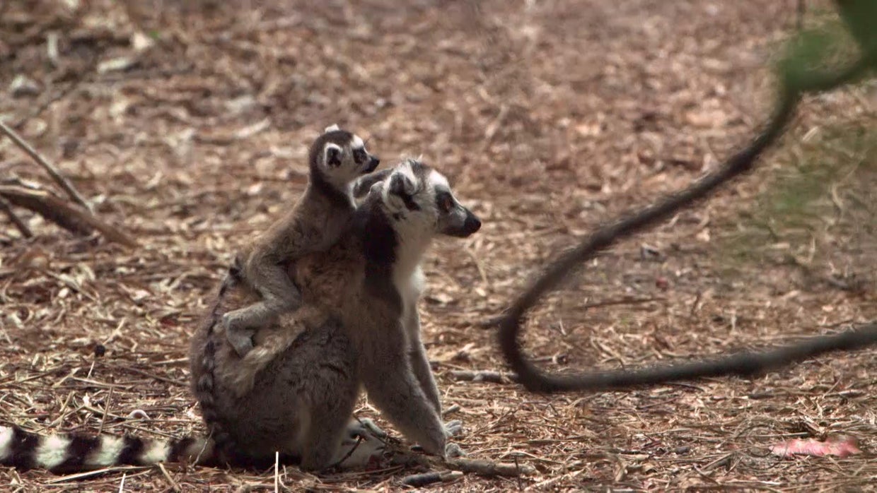 Extinction Madagascar of lemurs would have huge implications for humans ...