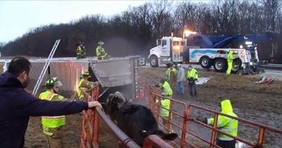 WATCH: Cows Spill From Trailer After Crash In Downstate Illinois - CBS ...