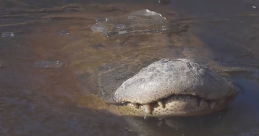 Alligators Poke Snouts Out Of Ice To Survive Cold Weather - CBS Los Angeles