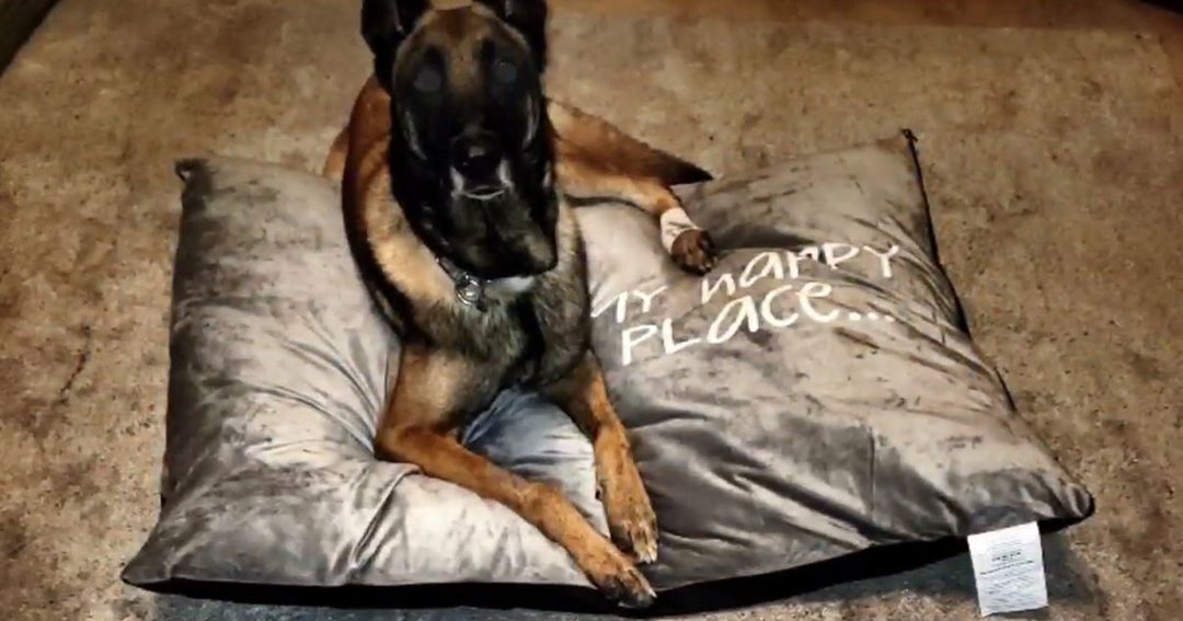 Placer Sheriff K9 Eros, Who Was Injured In Shooting Spree, Recovering ...