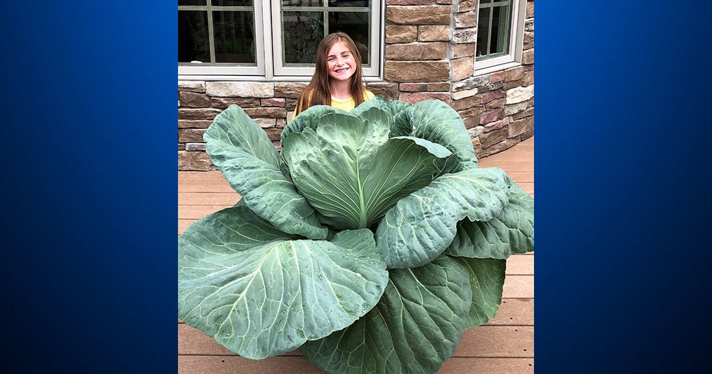 Green Thumb: North Hills Girl Grows Huge Cabbage, Wins National Contest ...