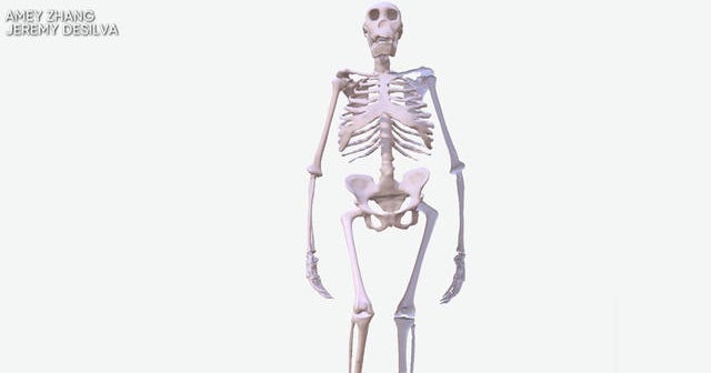 Ancient fossils offer new clues to human evolution - CBS News