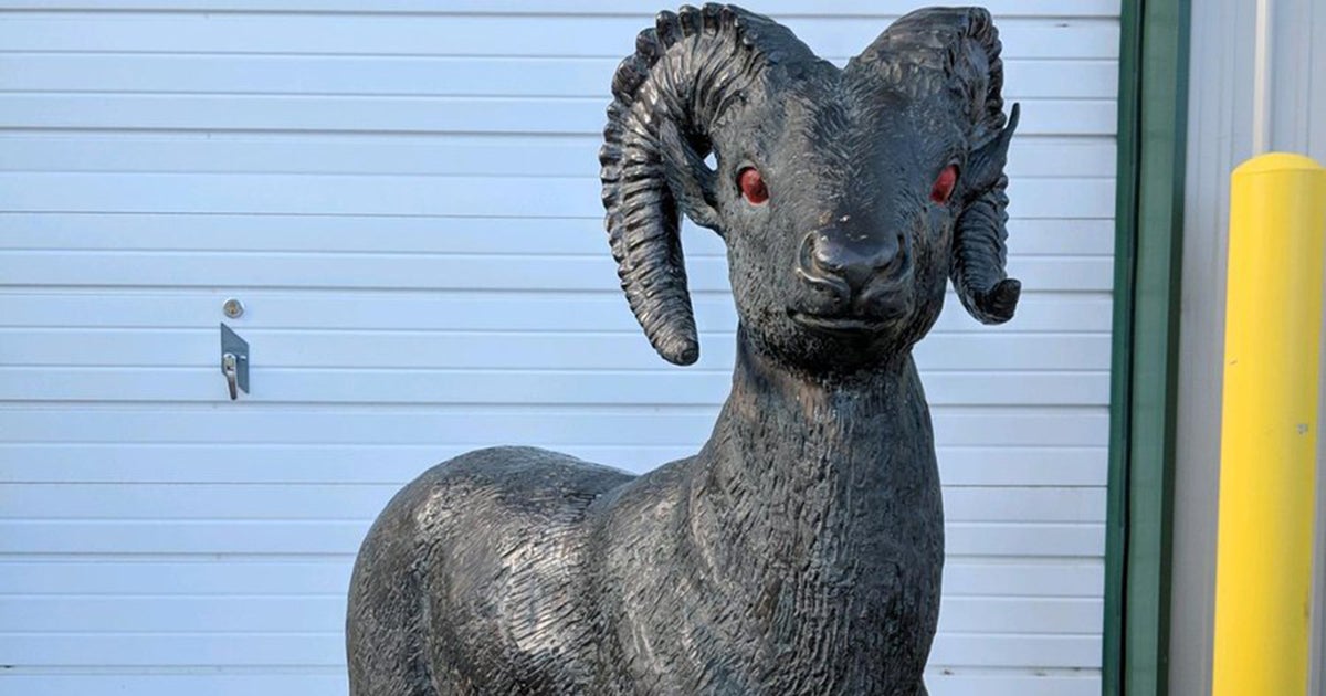 Red-Eyed Bronze Ram In Larimer County Is Missing Its Owner - CBS Colorado