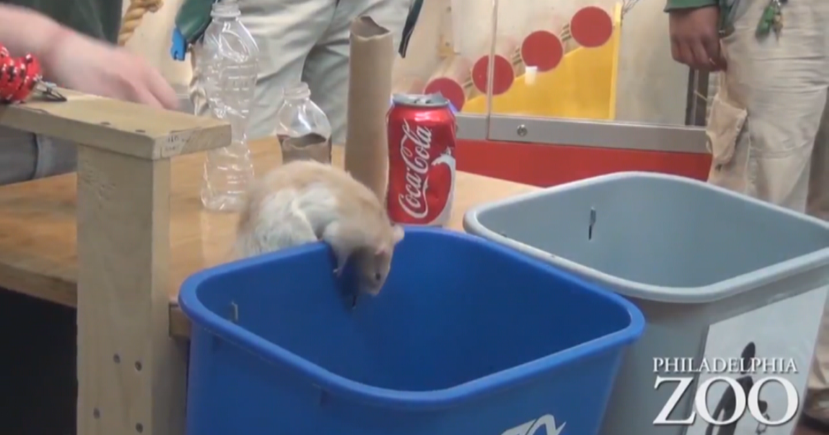 Philadelphia Zoo Tweets Video Of Rat Tossing Items Into Recycling Bins ...