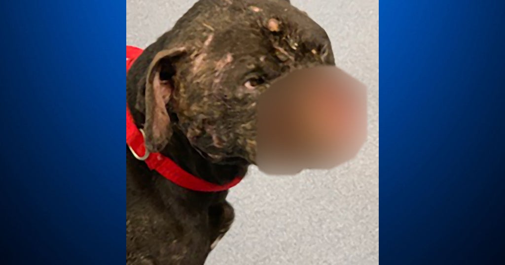 Dog With Severe Facial Disfigurement Euthanized After Doctors Examine ...
