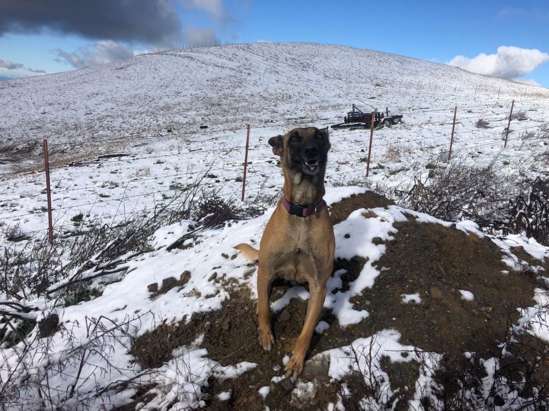 Photos: Snow Blankets Higher Elevations Across Bay Area