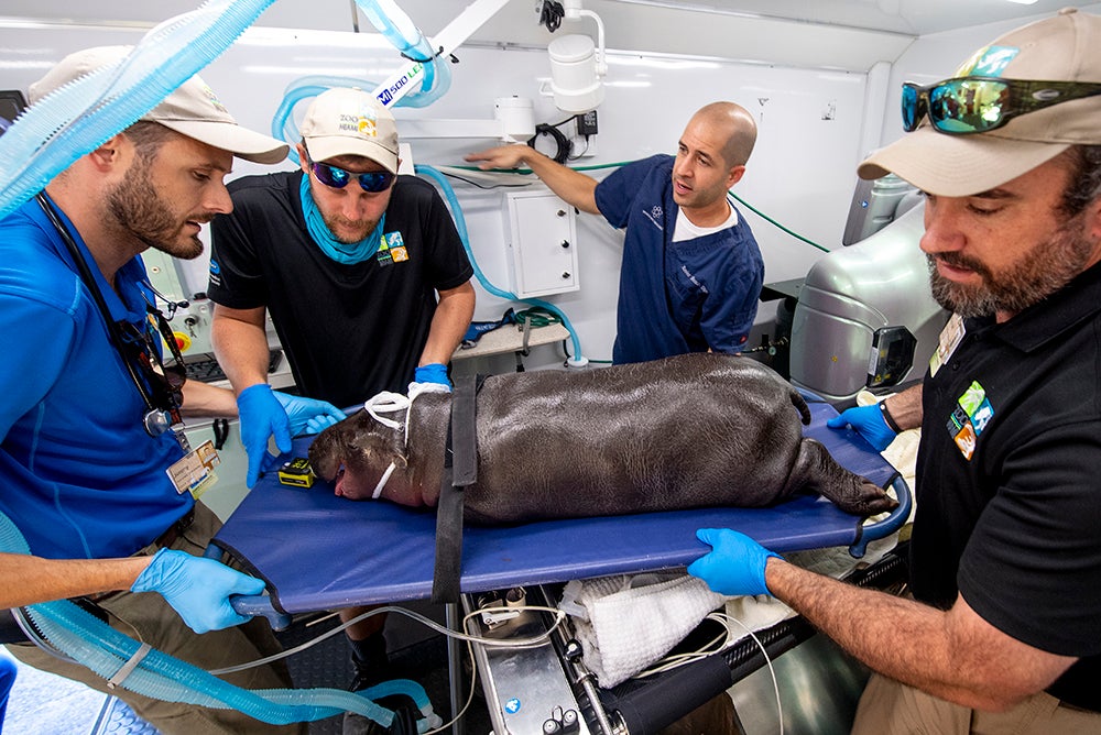 PIX: Zoo Miami's Young Pygmy Hippo Undergoes Medical Exam