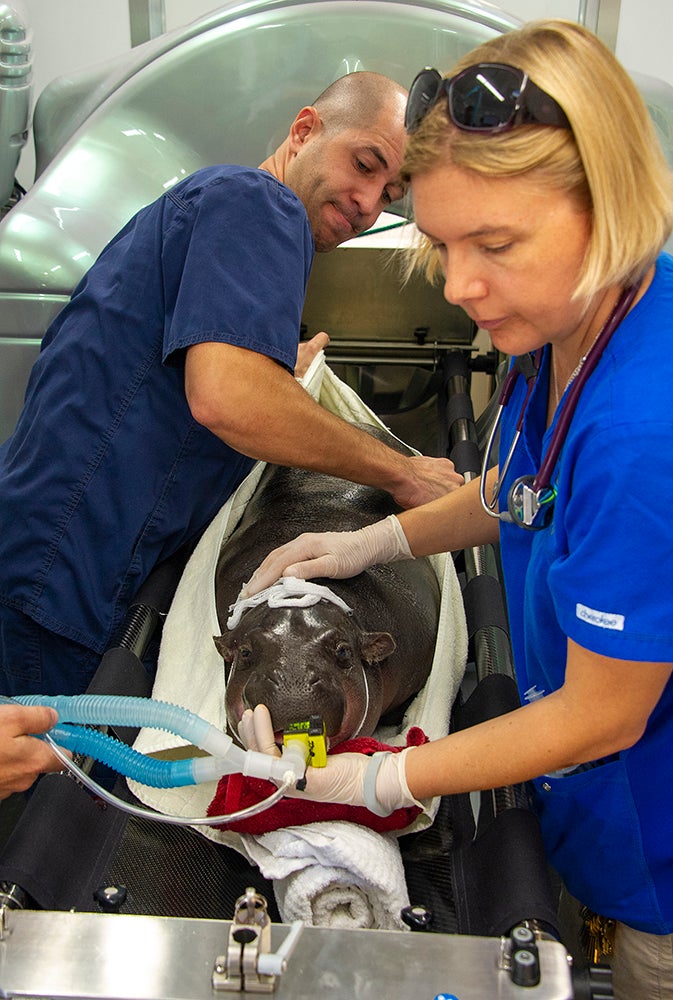 PIX: Zoo Miami's Young Pygmy Hippo Undergoes Medical Exam