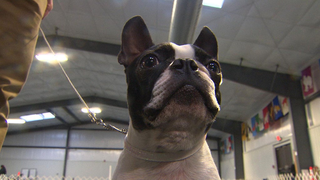 Massachusetts 'Underdog' Heads To Westminster Dog Show - CBS Boston