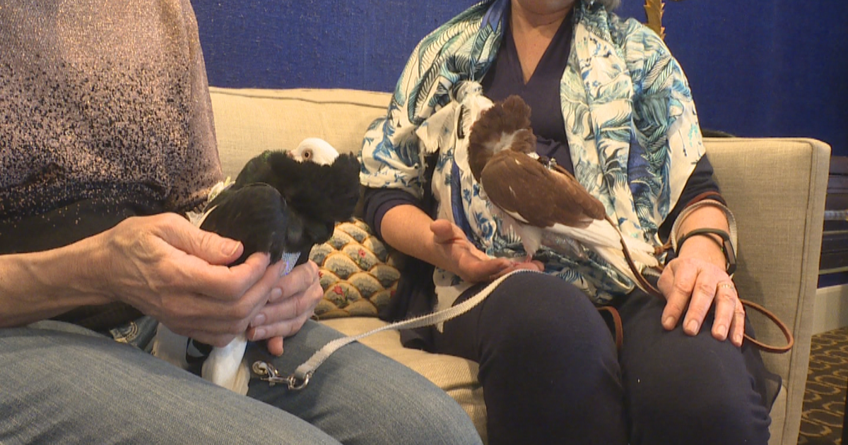 'The Connection Is Made': Volunteer Brings Birds To Seniors As Pet ...