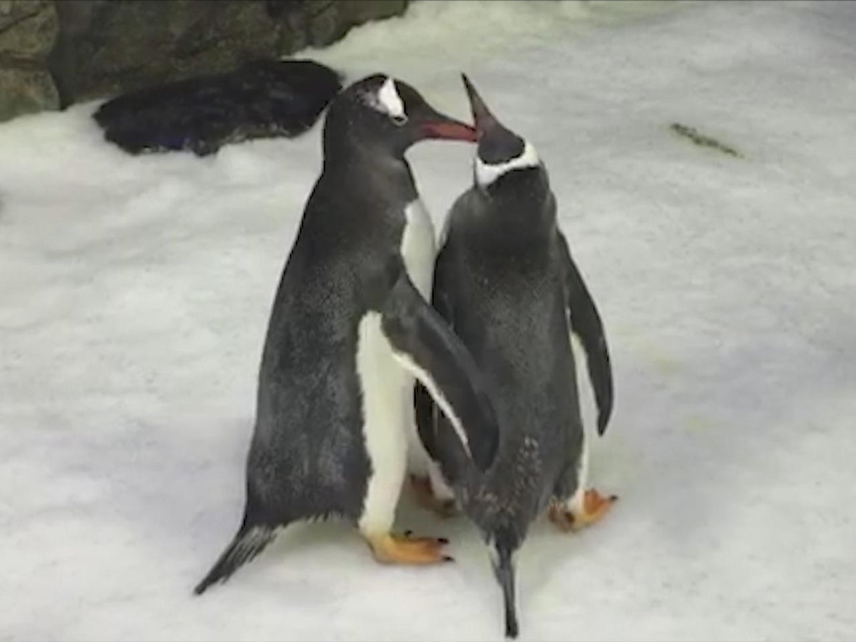 Same-sex penguins raise a baby chick - CBS News