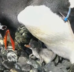 Same-sex penguins raise a baby chick - CBS News