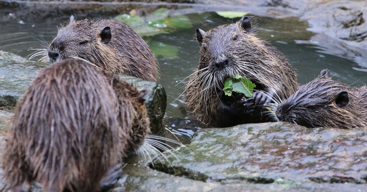 Large, Invasive Rodents, Nutria, Still A Problem In San Joaquin County ...