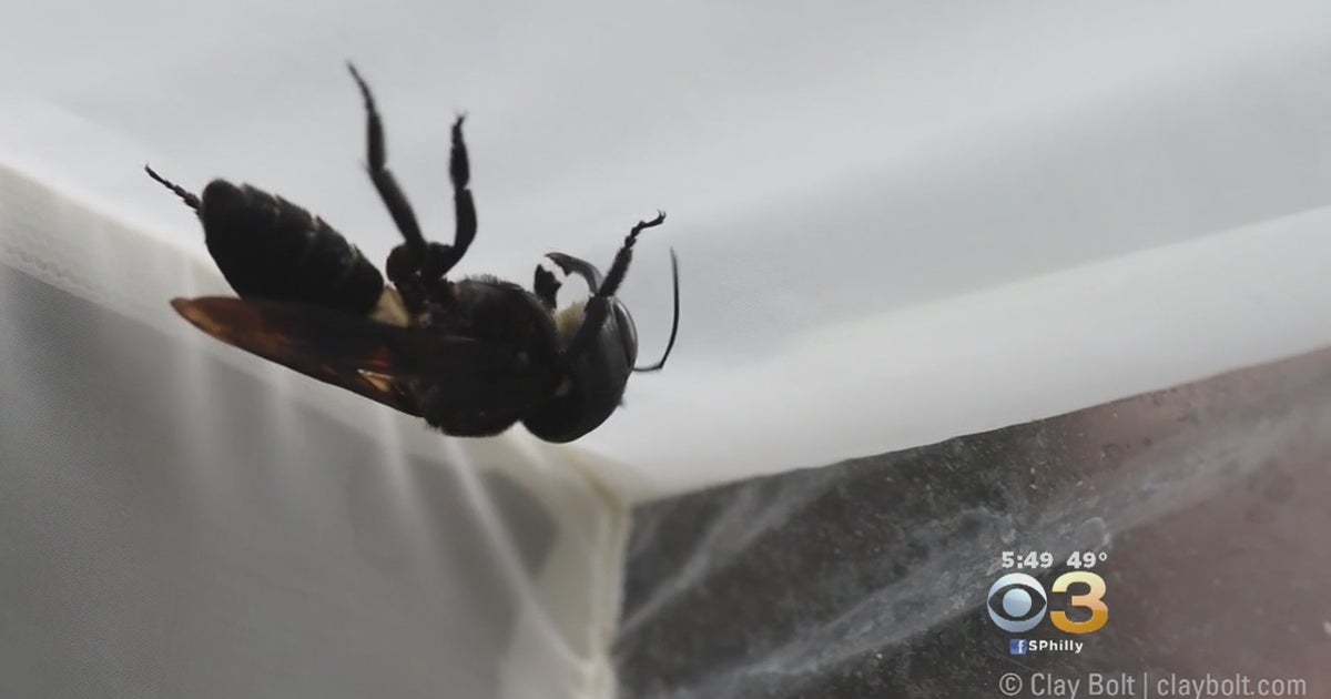 World's Largest Bee Rediscovered After Being Lost To Science Since 1981 ...