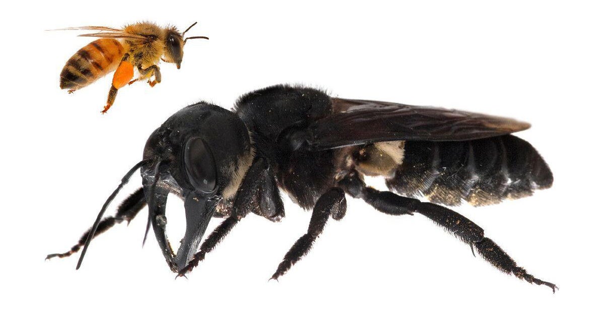 Wallace's Giant Bee (Megachile pluto), once thought extinct, has been ...