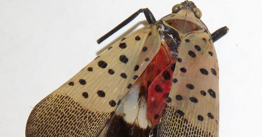Massachusetts Residents Urged To Check Plants For Invasive Lanternfly ...