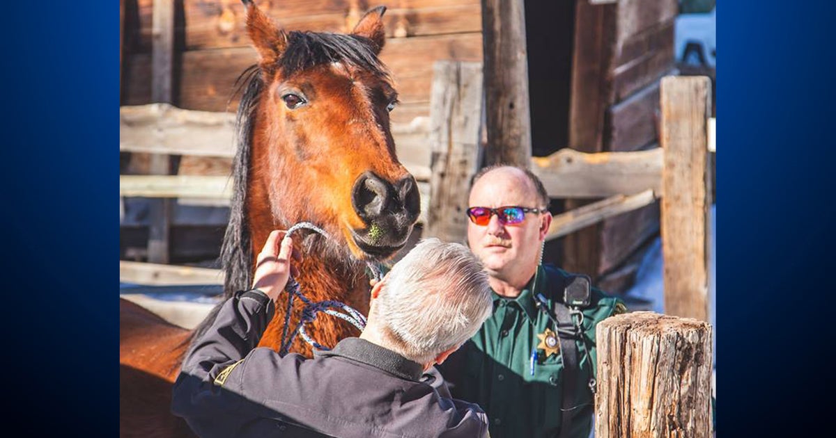 'Real Life Cowboys': Jeffco Deputies Help Animal Control Rescue ...