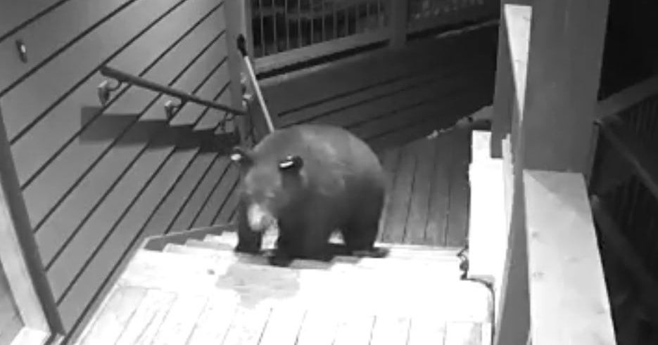 1 Of 2 Bears Foraging Through Unsecured Trash Cans In Breckenridge Sent ...