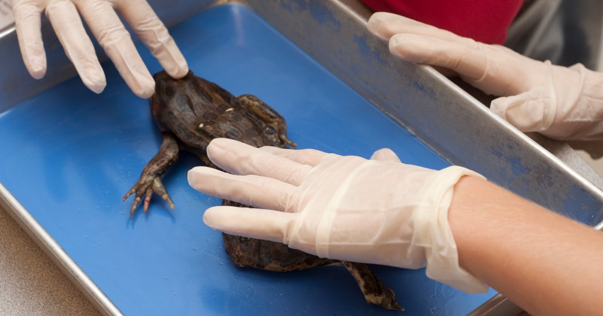 Animal Dissections Could Be Outlawed In California Classrooms With New ...