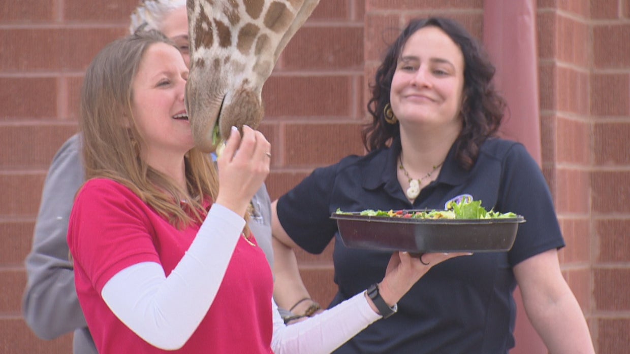 Dobby The Giraffe Celebrates 2nd Birthday With Songs, Salad - CBS Colorado