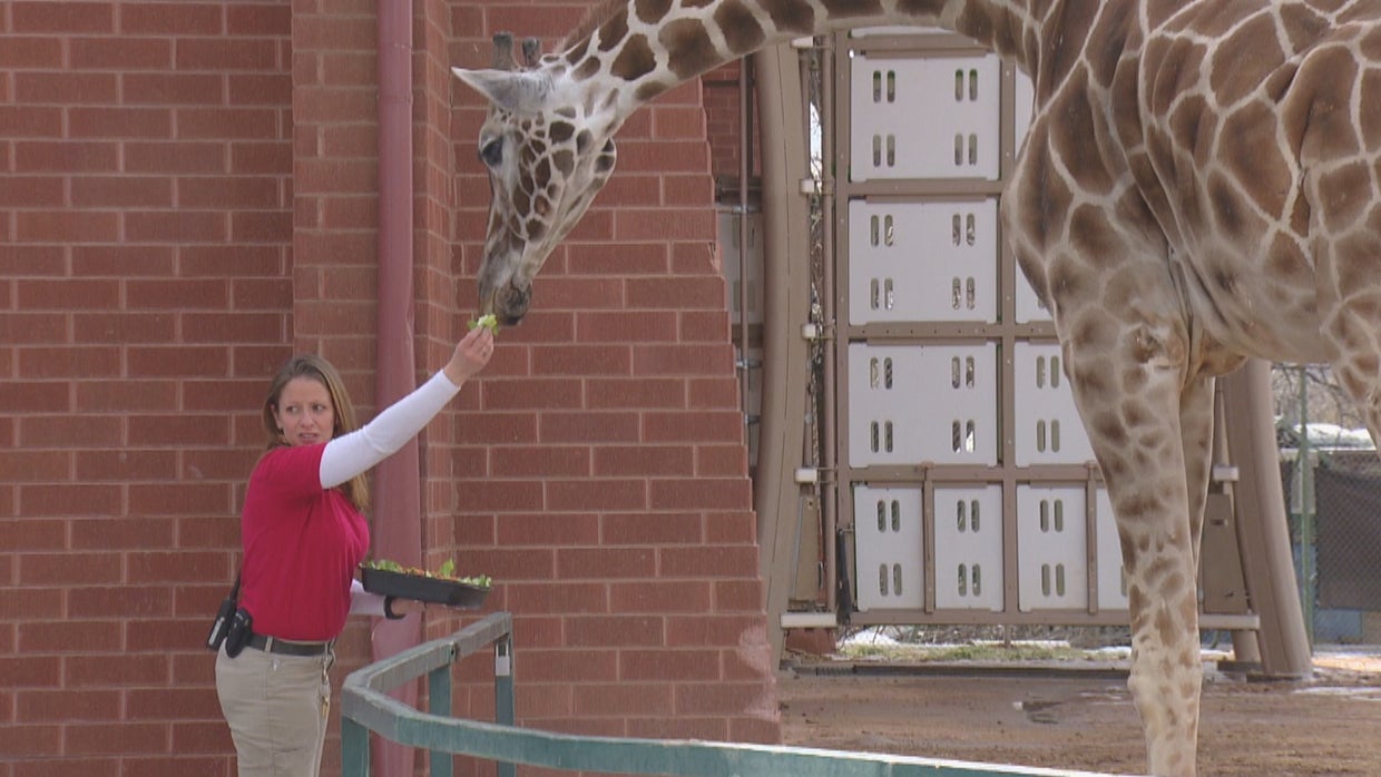 Dobby The Giraffe Celebrates 2nd Birthday With Songs, Salad - CBS Colorado