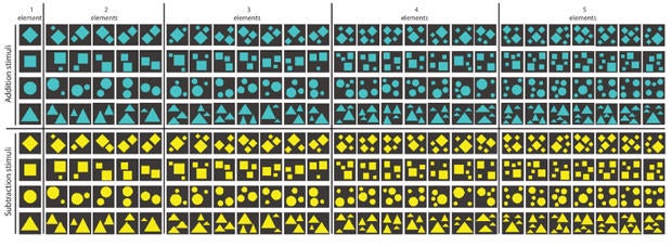 Scientists prove bees can do math - CBS News