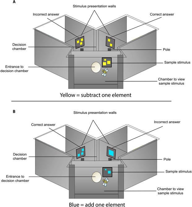 Scientists prove bees can do math - CBS News