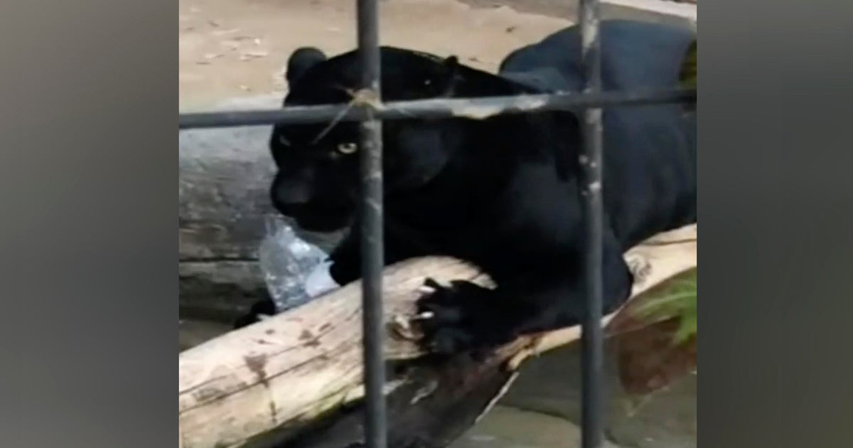 Arizona zoo jaguar attack: Woman injured after crossing barrier for selfie at Wildlife World Zoo ...